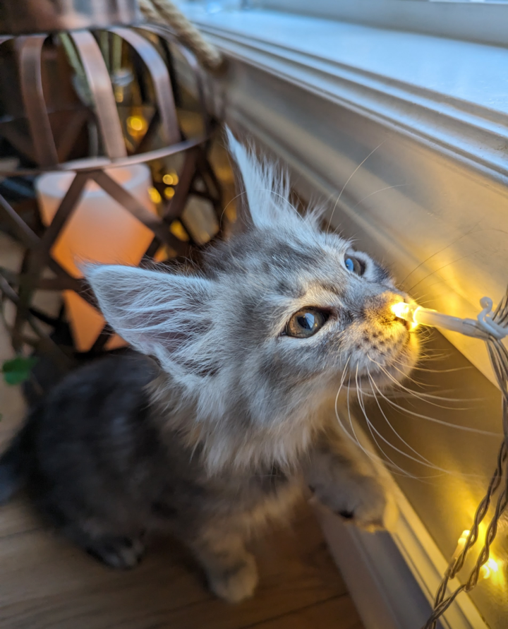 Beans - SOLD! - Maine Coon Kittens