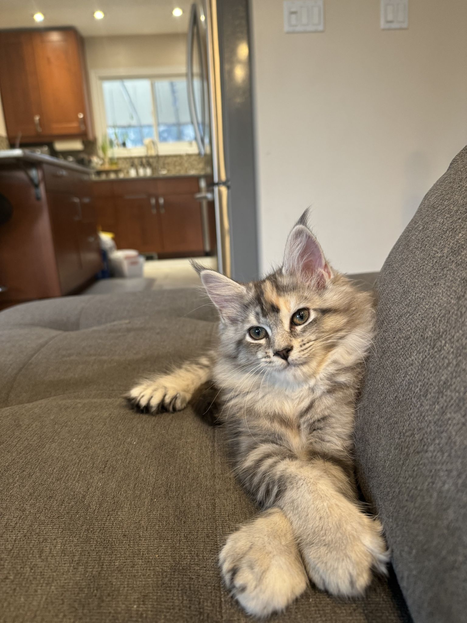 About Polydactyl Maine Coons - Maine Coon Kittens